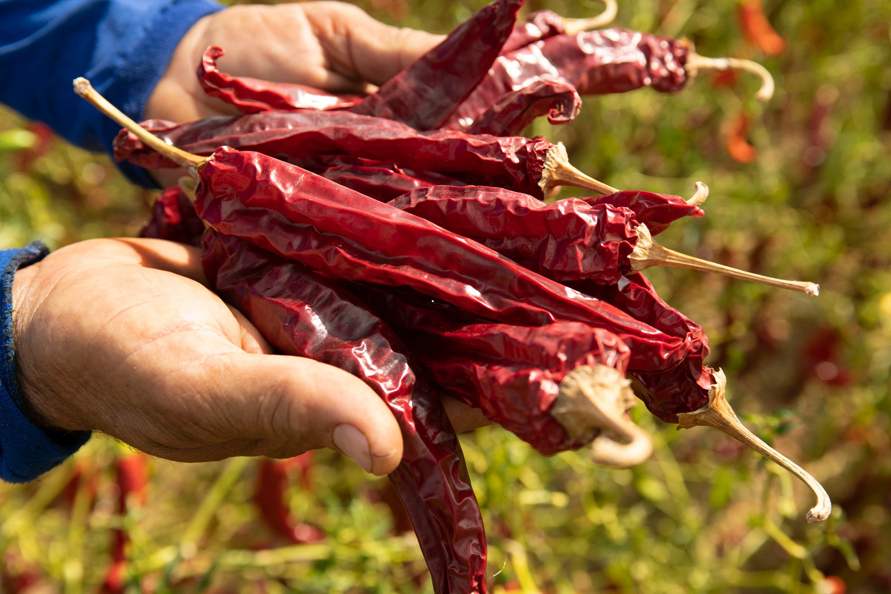 For the love of food – Bart Ingredients